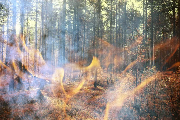 forest fire background landscape, abstract fire and smoke in the forest ...