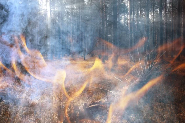 Forest Fire Background Landscape Abstract Fire Smoke Forest Drought ...