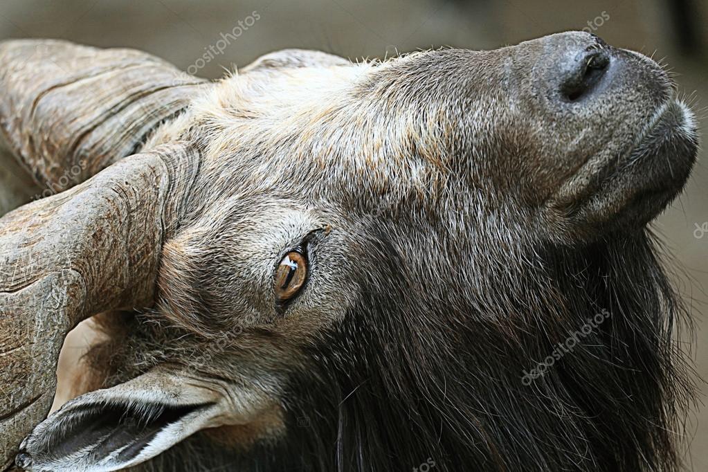 Goat head Stock Photo by ©xload 55338983