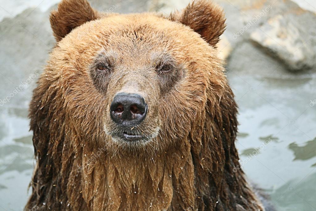 Tête d'ours brun — Photographie xload © #55339201