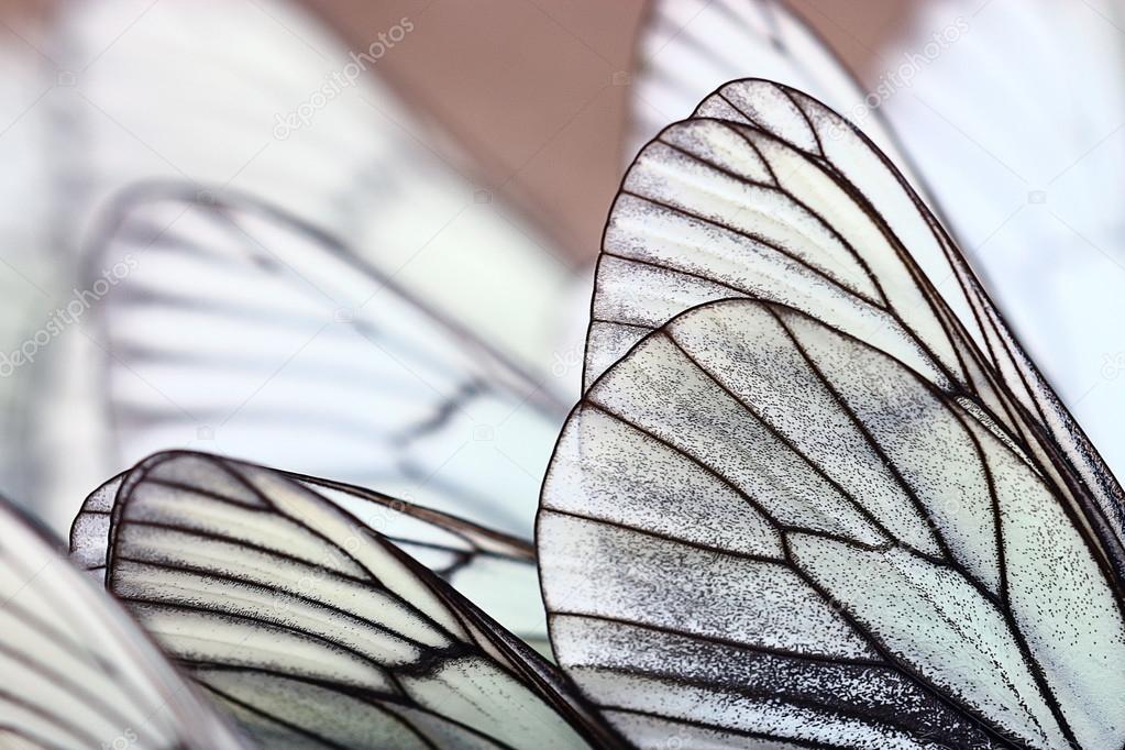 White butterflies wings Stock Photo by ©xload 55340651