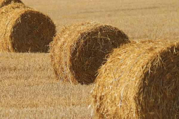 Agricultural field with stacks - Stock Image - Everypixel