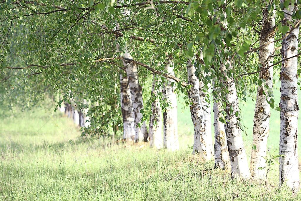 Birches in the park Stock Photo by ©xload 55768913