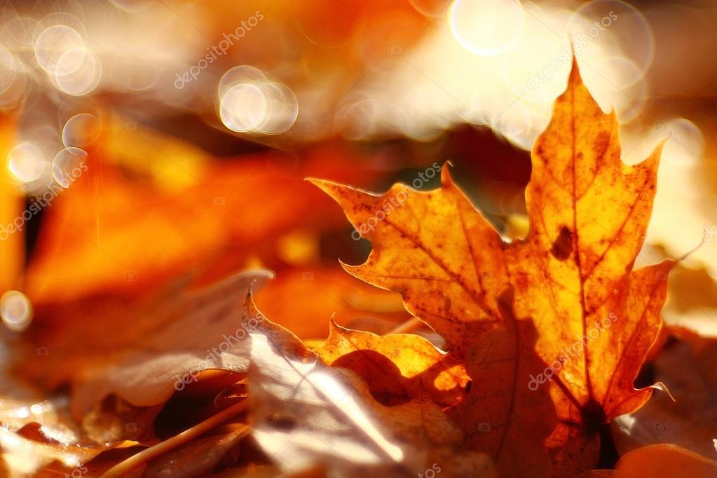 Yellow leaves background Stock Photo by ©xload 59997185