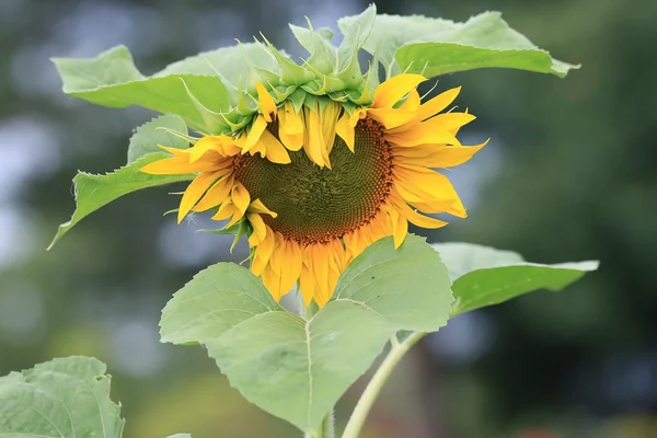 Sunflower up close Stock Photos, Royalty Free Sunflower up close Images ...