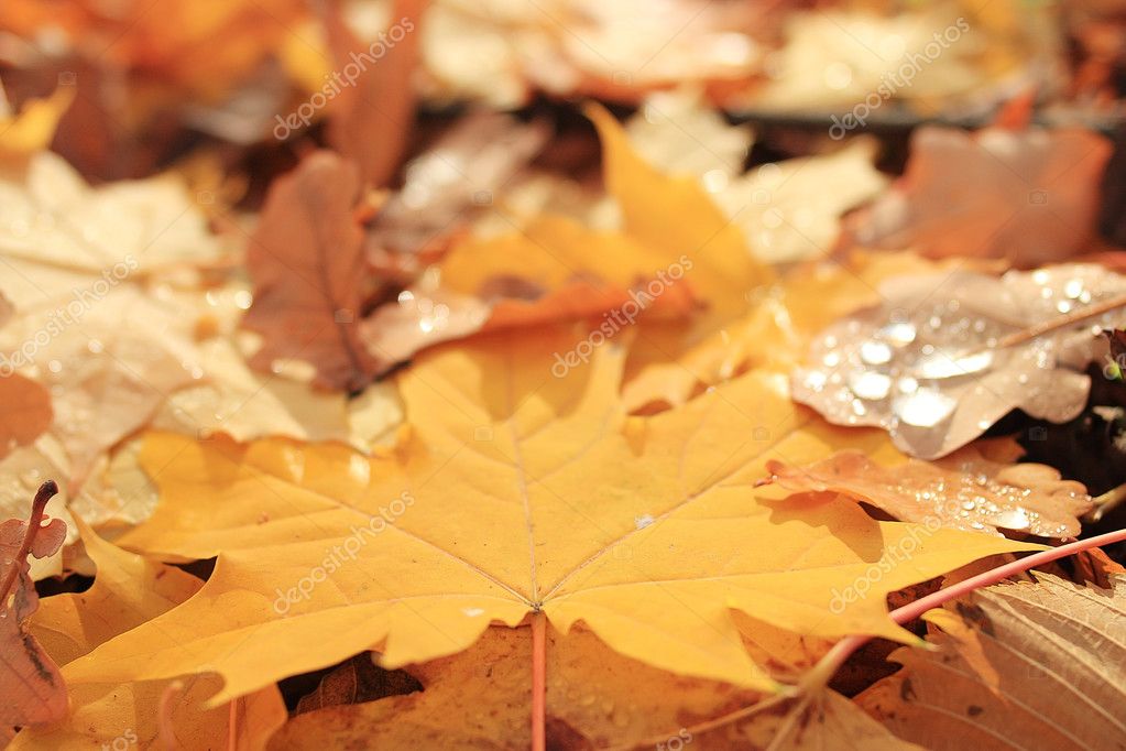 Yellow leaves background — Stock Photo © xload #60001823