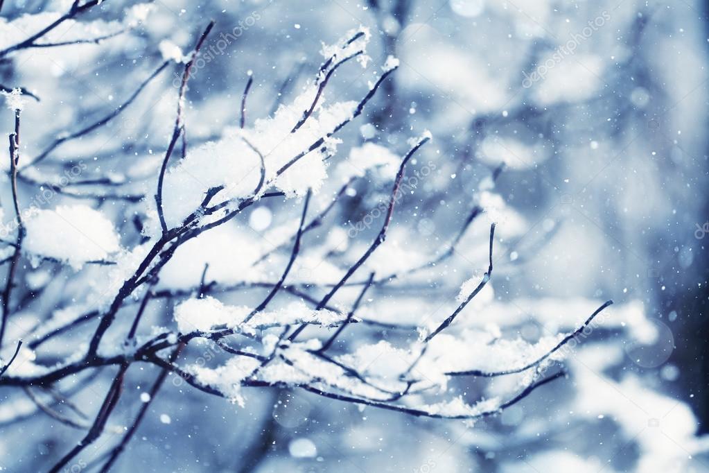 Winter branches — Stock Photo © xload #60003609
