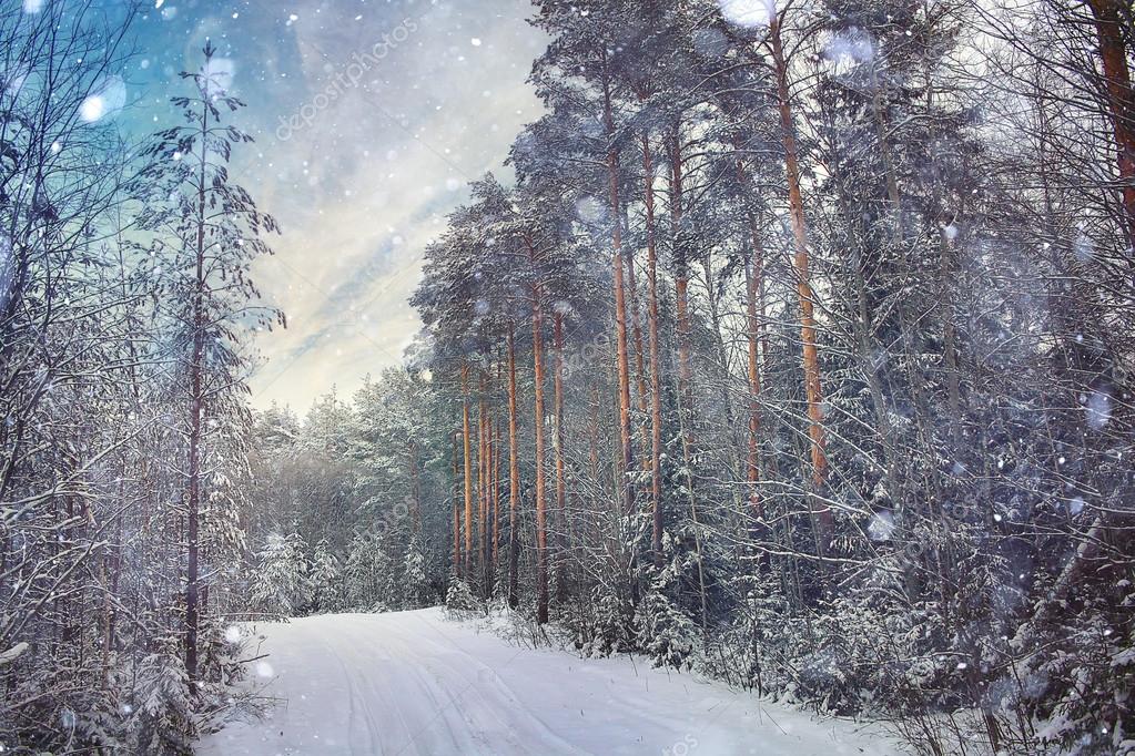 Winter forest landscape — Stock Photo © xload #67896533