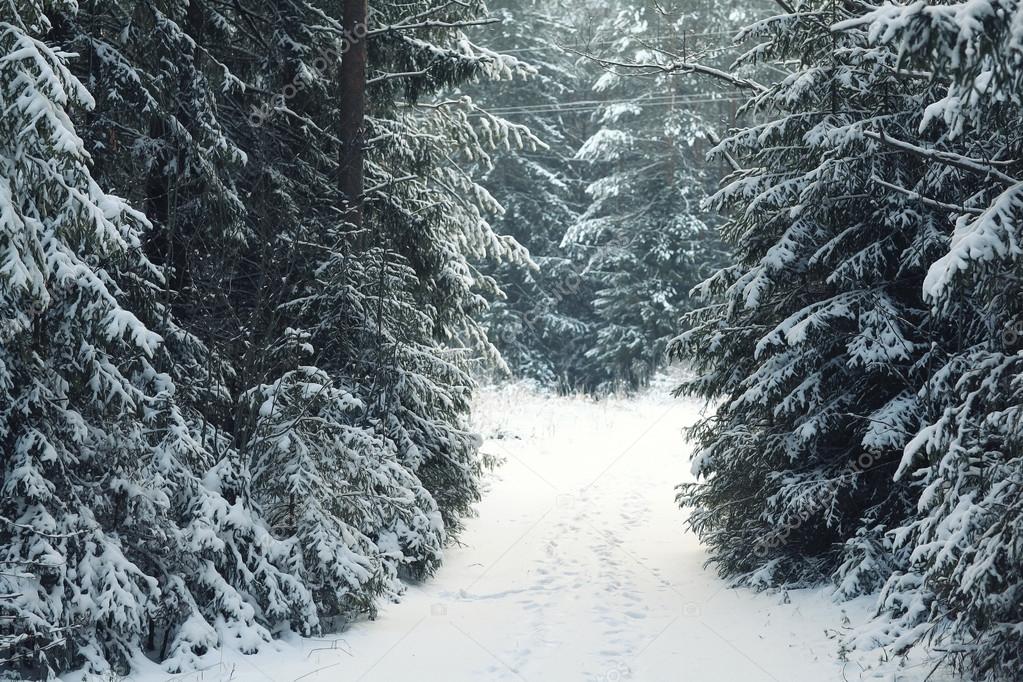 Real Snowy Background