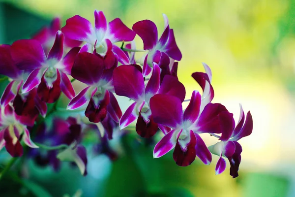maroon orchid flowers - Stock Image - Everypixel
