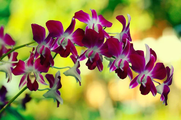 maroon orchid flowers - Stock Image - Everypixel