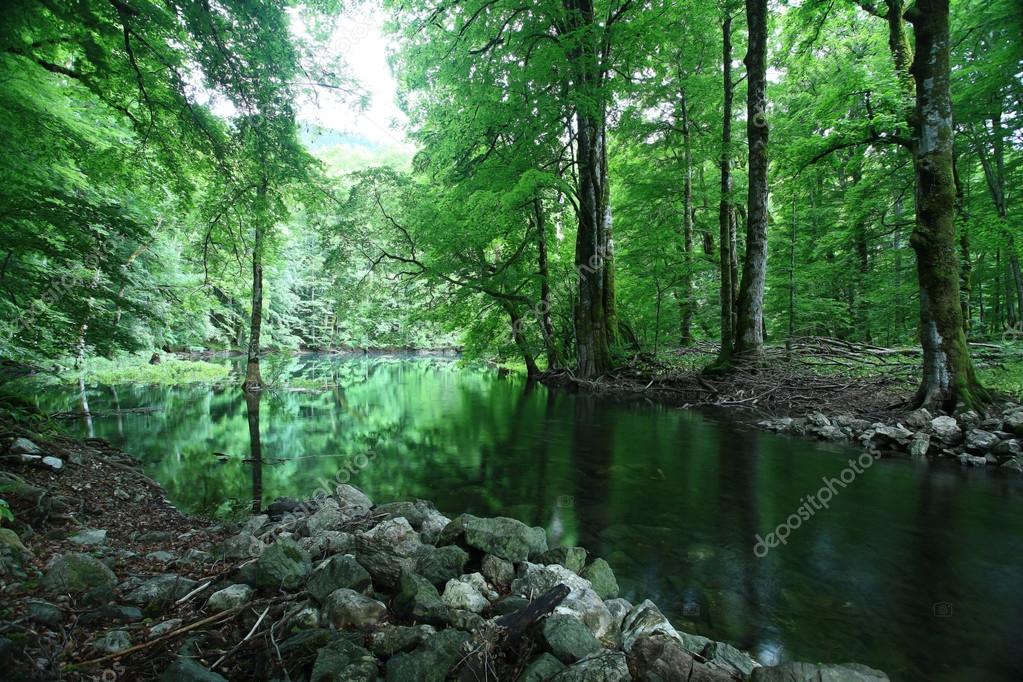 Forest River Landscape