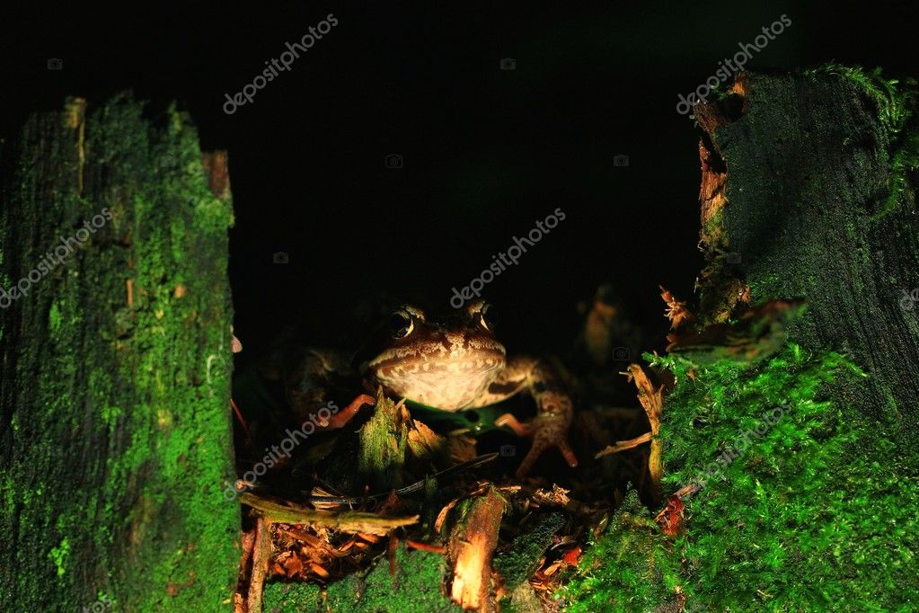 Frog portrait close-up — Stock Photo © xload #76470589