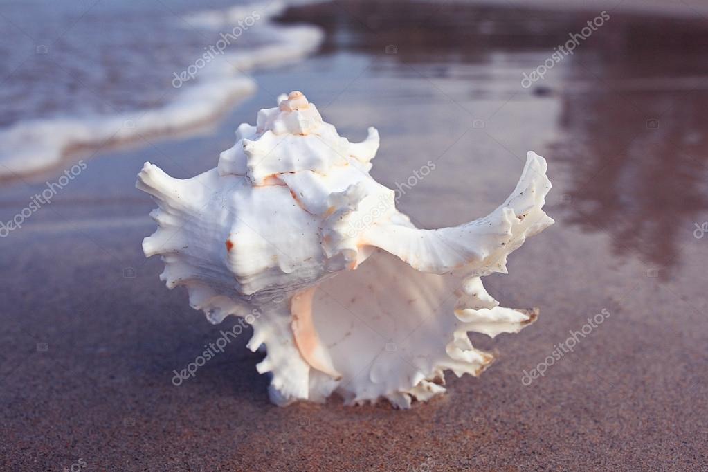 Conch on a sandy beach Stock Photo by ©xload 87271498