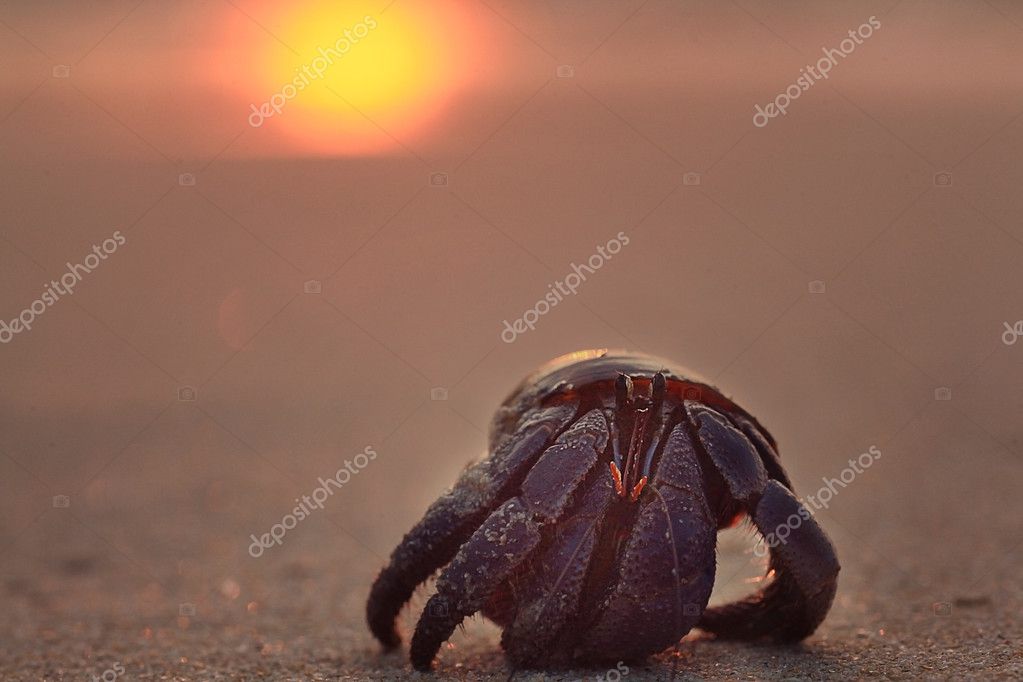 Cancer crab hermit shell — Stock Photo © xload #87273670
