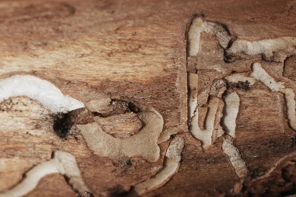 Texture of old wood — Stock Photo © xload #87366052