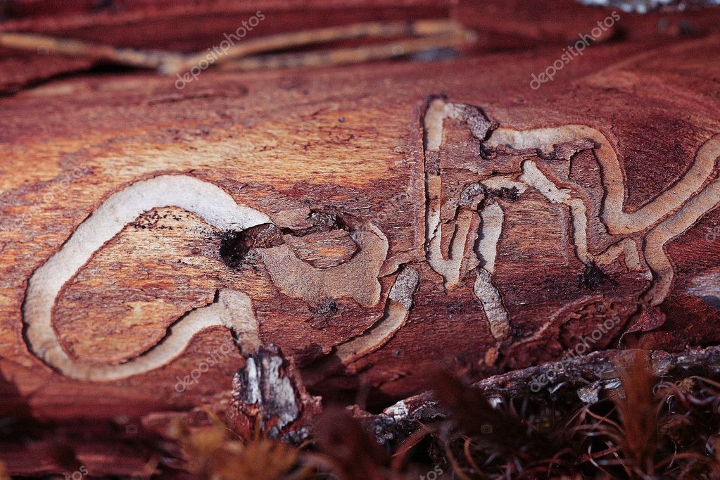 Texture of old wood — Stock Photo © xload #87366052