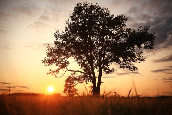 Tree sunset Stock Photos, Royalty Free Tree sunset Images | Depositphotos