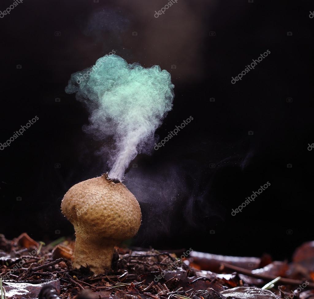 Puffballs Spores
