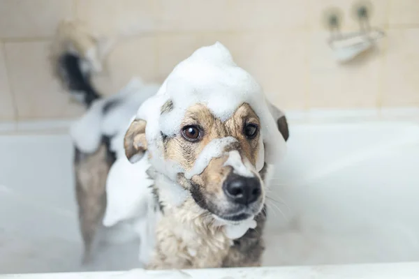 Dog wash Stock Photos, Royalty Free Dog wash Images | Depositphotos