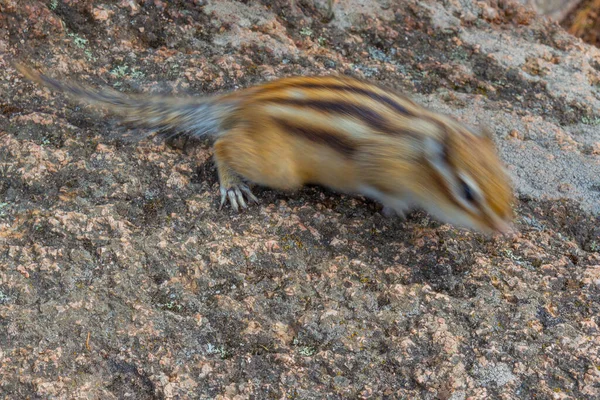 Numbat Stock Photos, Royalty Free Numbat Images | Depositphotos