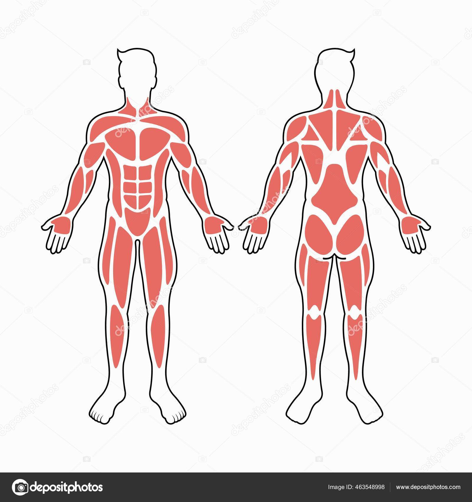 Vector Músculos Masculinos Vector de stock por ©nitarismayanti95@gmail ...