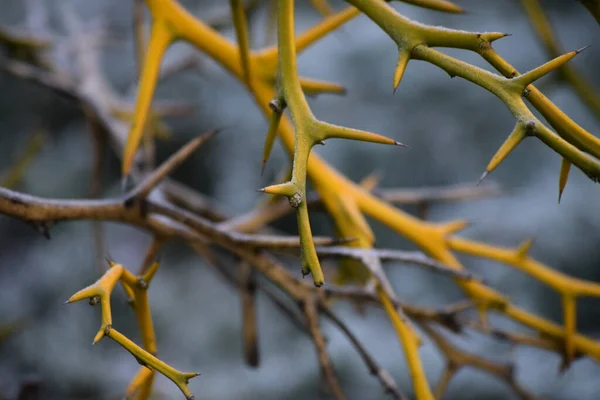 Closeup of thorn tree Stock Photos, Royalty Free Closeup of thorn tree ...