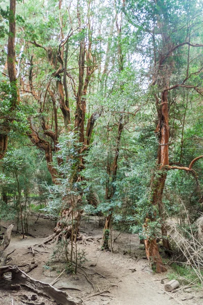 Tori forest Stock Photos, Royalty Free Tori forest Images | Depositphotos