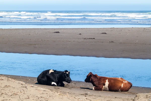 Cow liing on the beach — Stock Photo © stahov #5469864