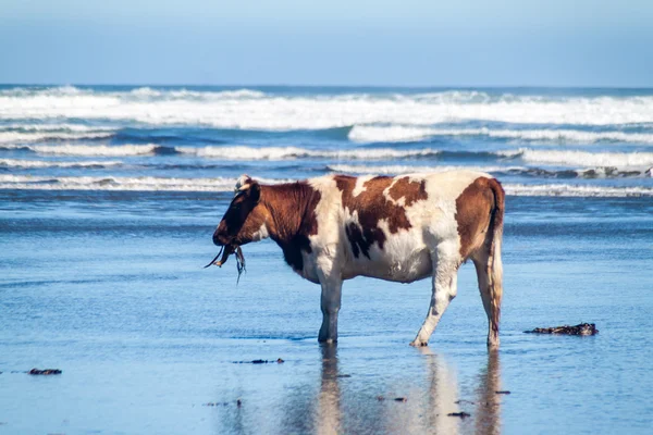 Fotos de Vaca na praia, Imagens de Vaca na praia sem royalties ...