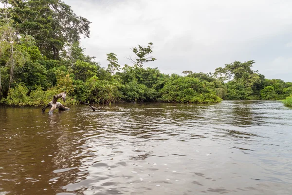 Trees lining river Yacuma in Bolivia - Stock Image - Everypixel