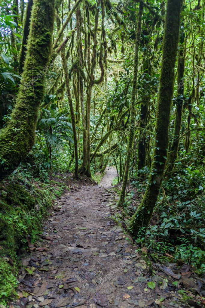 Sentier Jungle Menant Catarata Gocta L'une Des Hautes Cascades Monde ...