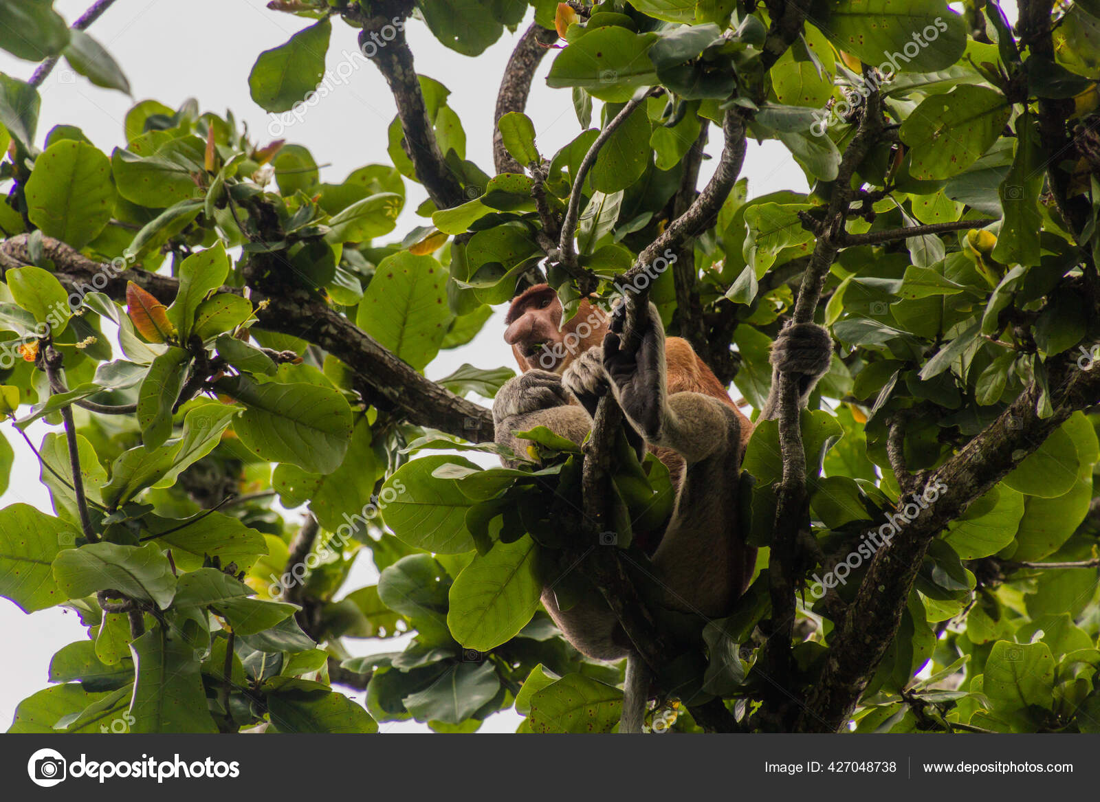 Proboscis Monkey Nest