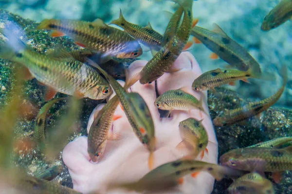 Fish also Stock Photos, Royalty Free Fish also Images | Depositphotos