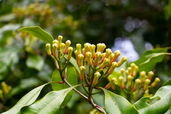 Cloves plant Stock Photos, Royalty Free Cloves plant Images | Depositphotos