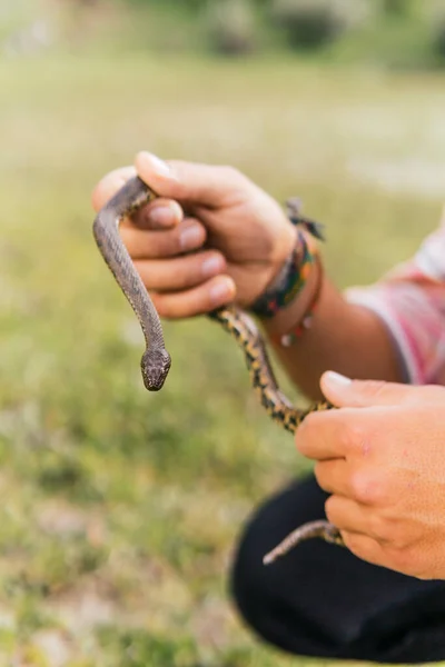 Man holding snake Stock Photos, Royalty Free Man holding snake Images ...