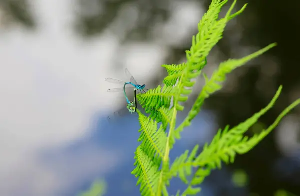 Alas libélula fotos de stock, imágenes de Alas libélula sin royalties ...