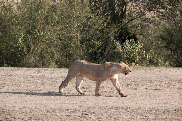 Lion camion course Stock Photos, Royalty Free Lion camion course Images ...