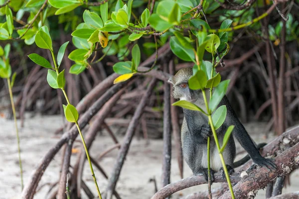 Mangrove monkey Stock Photos, Royalty Free Mangrove monkey Images ...
