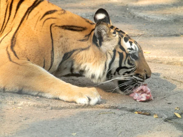 Tiger eating Stock Photos, Royalty Free Tiger eating Images | Depositphotos