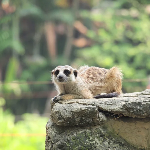 Zoo railing Stock Photos, Royalty Free Zoo railing Images | Depositphotos