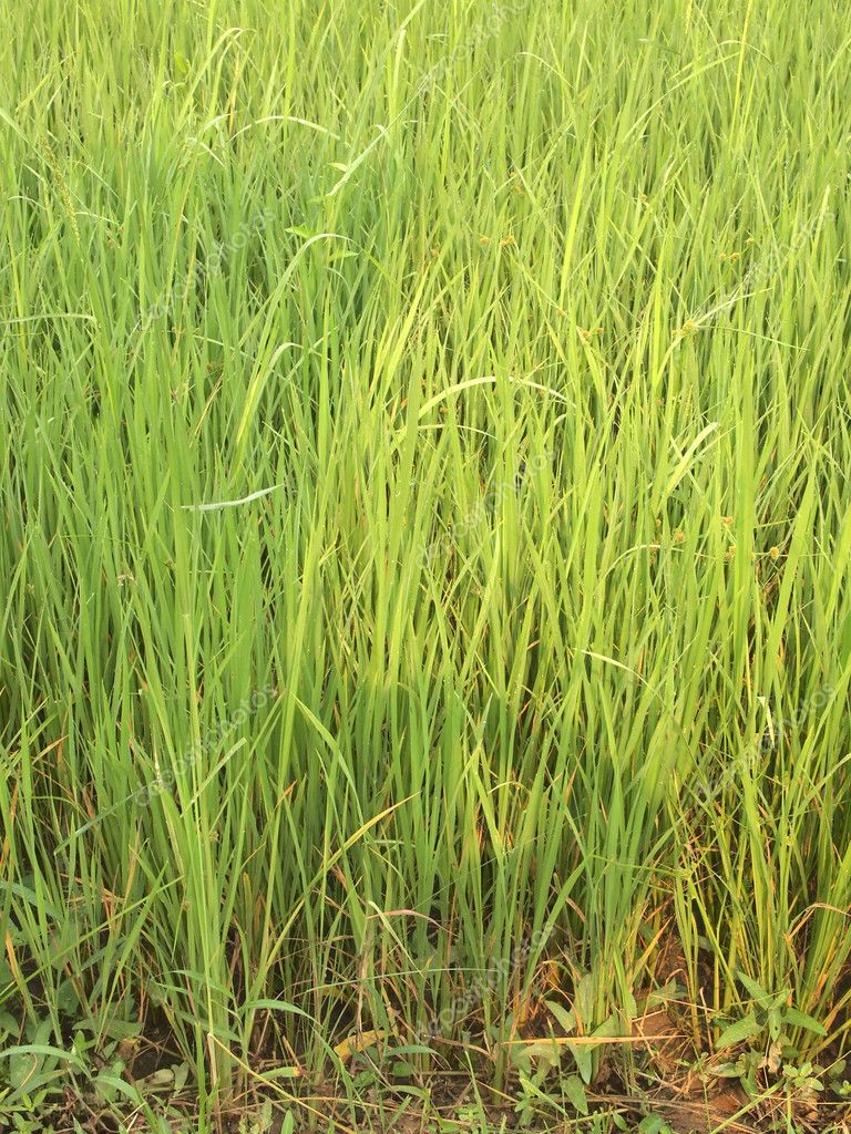 Rice field — Stock Photo © paisan191 #85380260