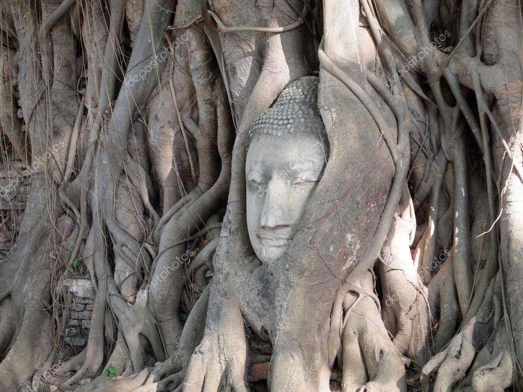 Thailand, Ayutthaya. Old tree Buddha stone sculpture. Wisdom and pray ...