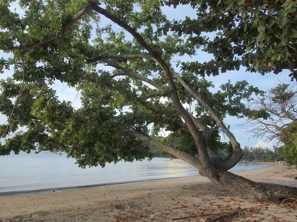 One tree beach Stock Photos, Royalty Free One tree beach Images ...