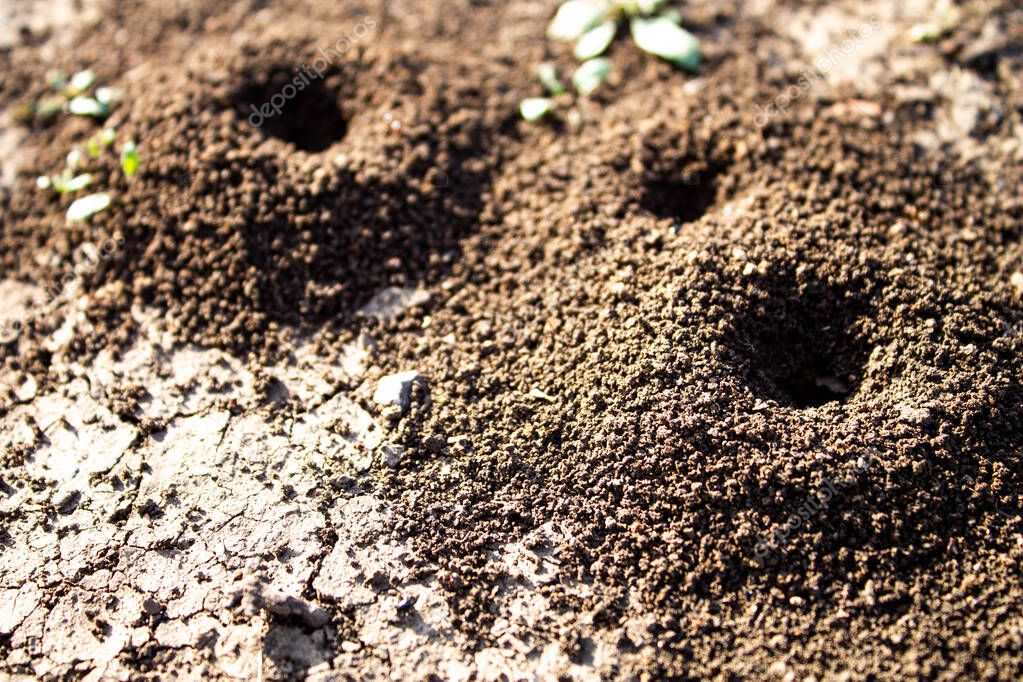 Casa de hormigas. Anthill en la carretera. Un tobogán de tierra en el ...