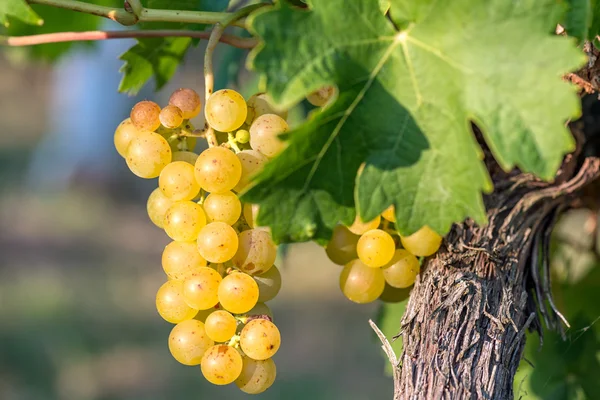 Gold Grapes