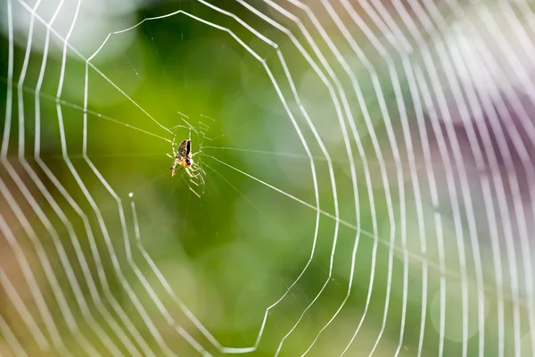Spider building web Stock Photos, Royalty Free Spider building web ...