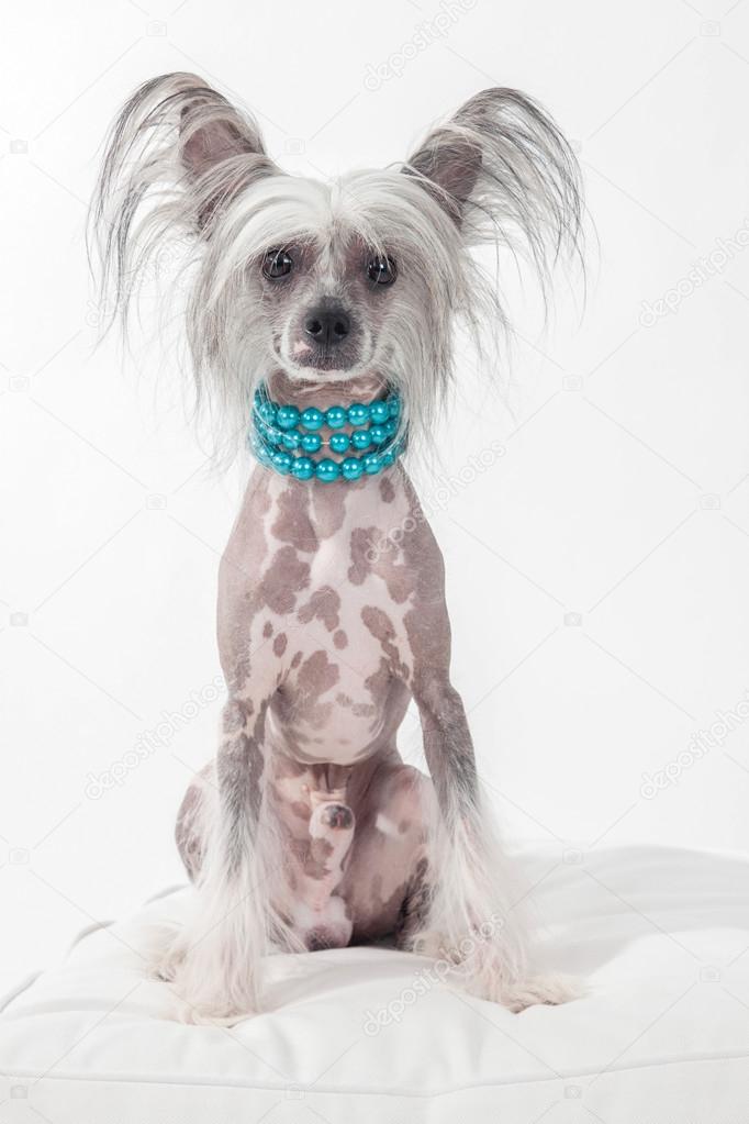 Hairless Chinese Crested Dog — Stock Photo © Anxen #81138802