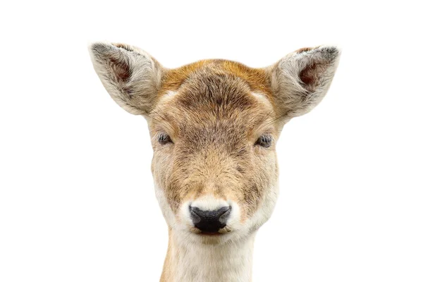 Isolated head of a roe deer Stock Photo by ©taviphoto 58163077
