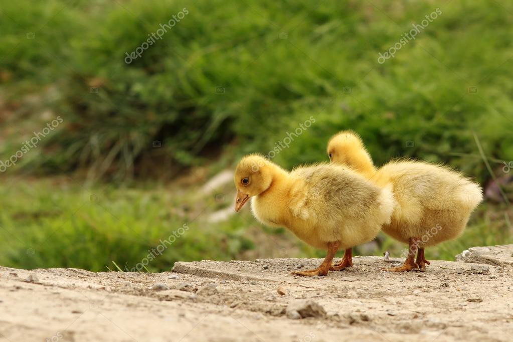 Cute yellow gosling Stock Photo by ©taviphoto 111199526